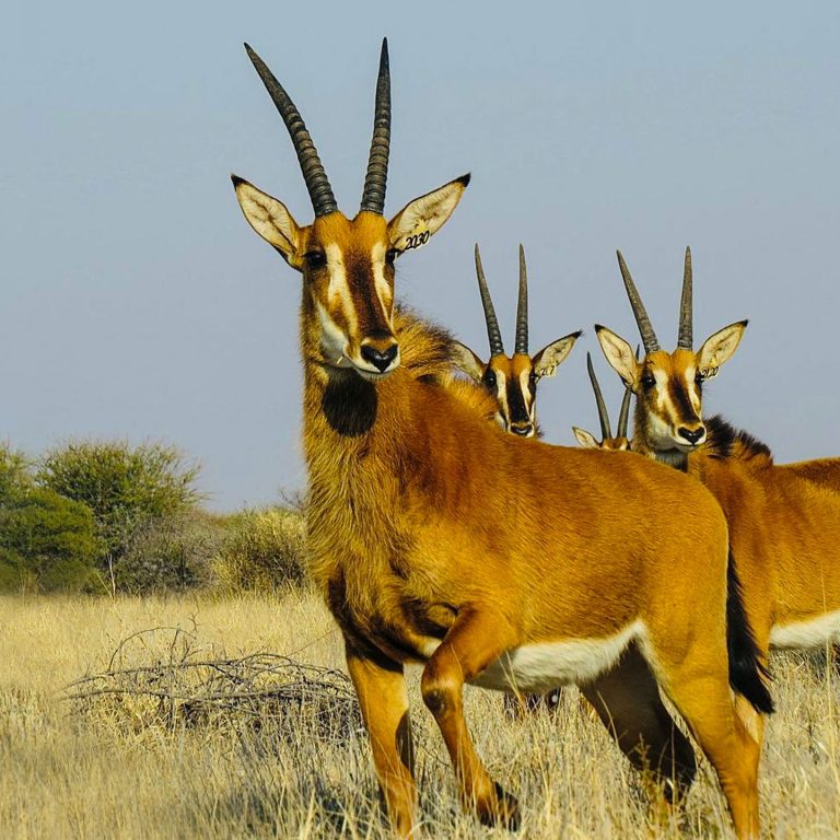White Flank Impala Ram 23.5″ (Sold) | Silent Valley Safaris & Game Breeders