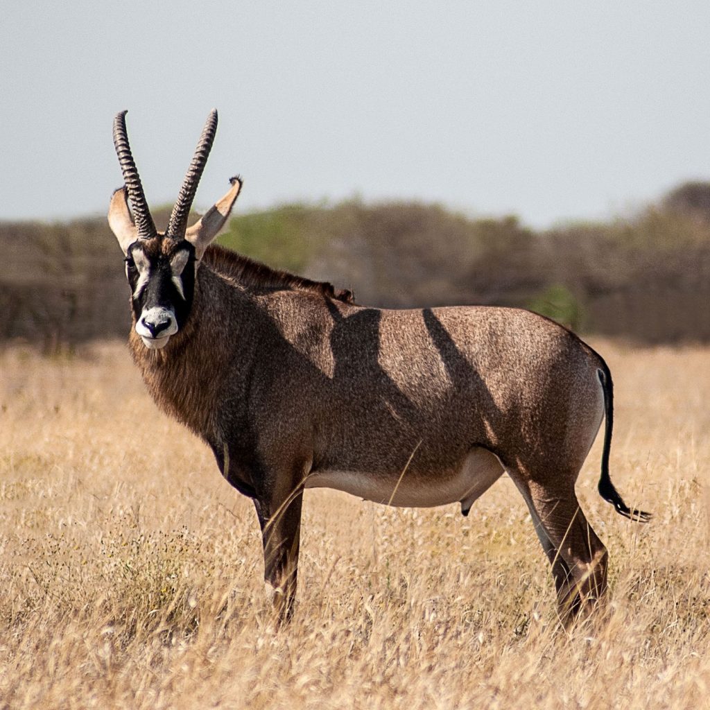 GAME FOR SALE | Silent Valley Safaris & Game Breeders